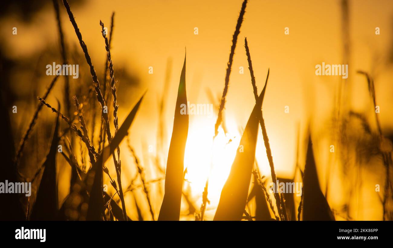 A closeup of green grass in the field with blinding sun in the ...
