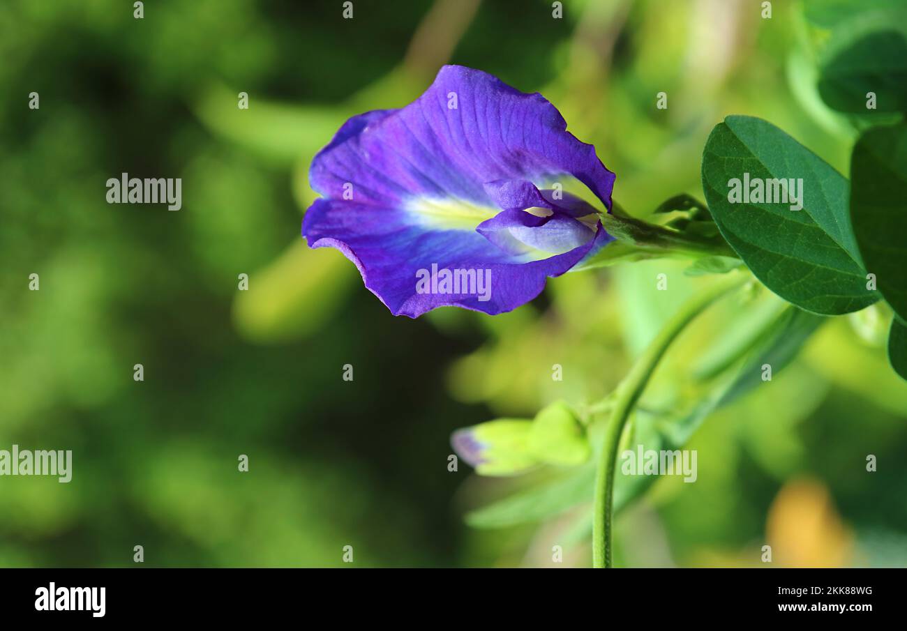 Beautiful Butterfly Pea or Aparajita Flower Blossoming on Its Tree ...