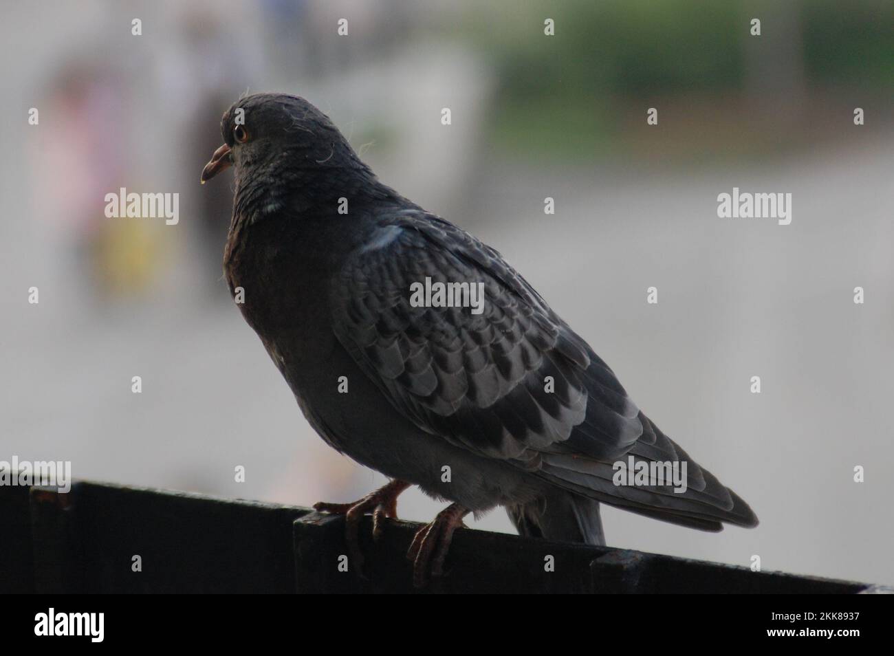 Sad pigeon hi-res stock photography and images - Alamy