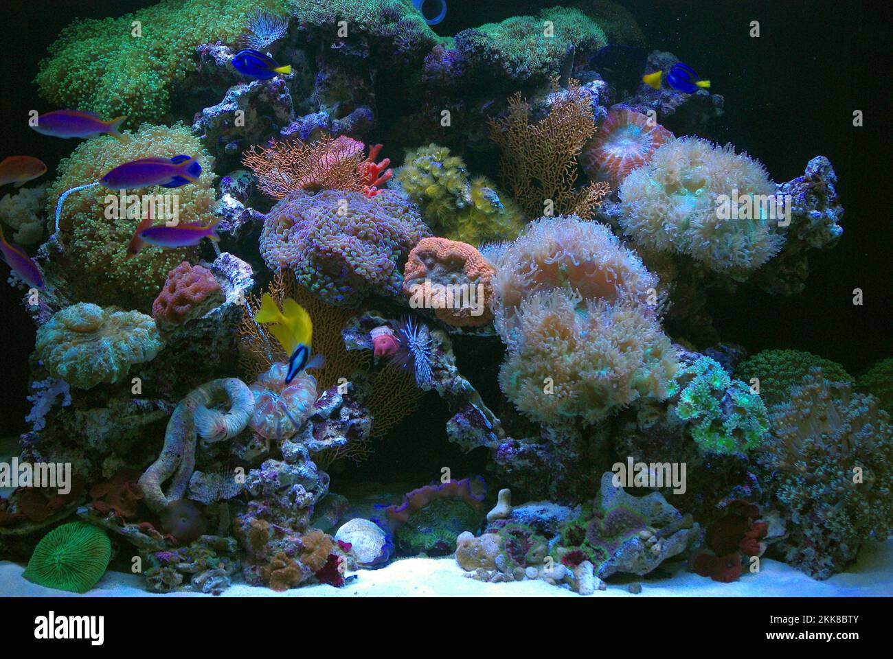 Tropical reef marine aquarium with soft and stony corals, sponges and ...