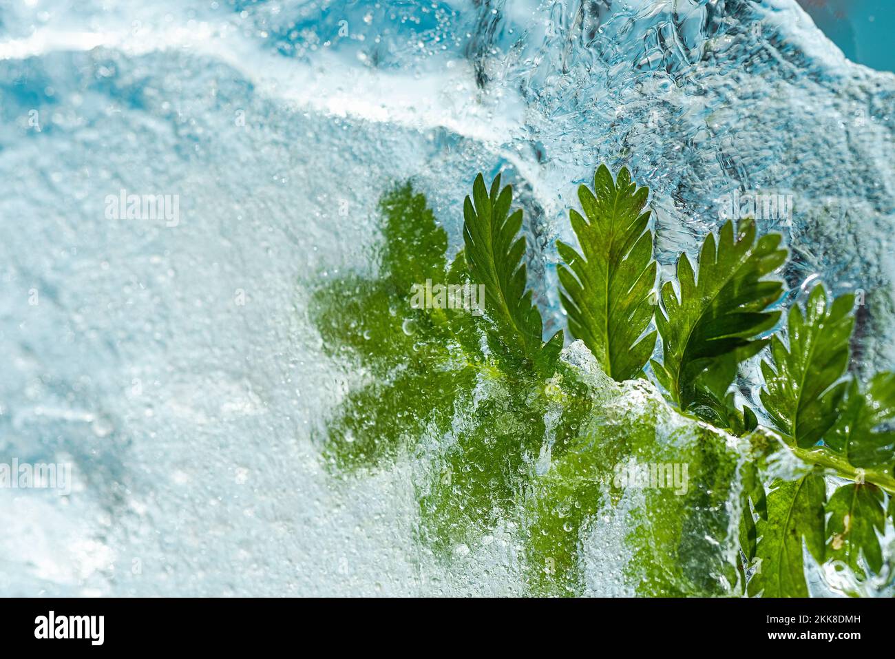 Frozen natural green plant, beautiful ice texture. Youth preservation ...