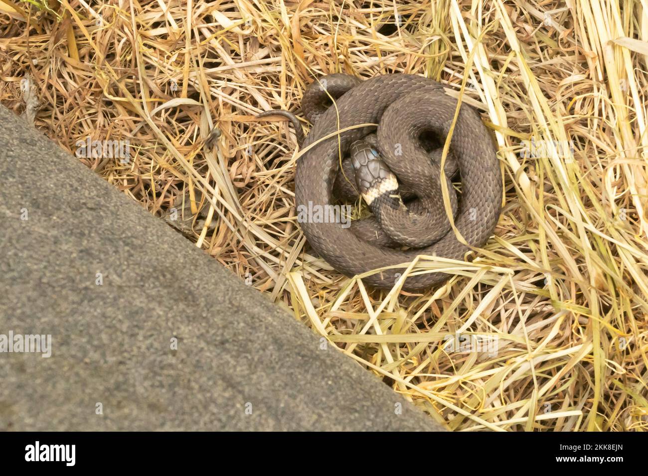 Grass Snake (Natrix natrix) beneath refugia. Sussex, UK Stock Photo - Alamy