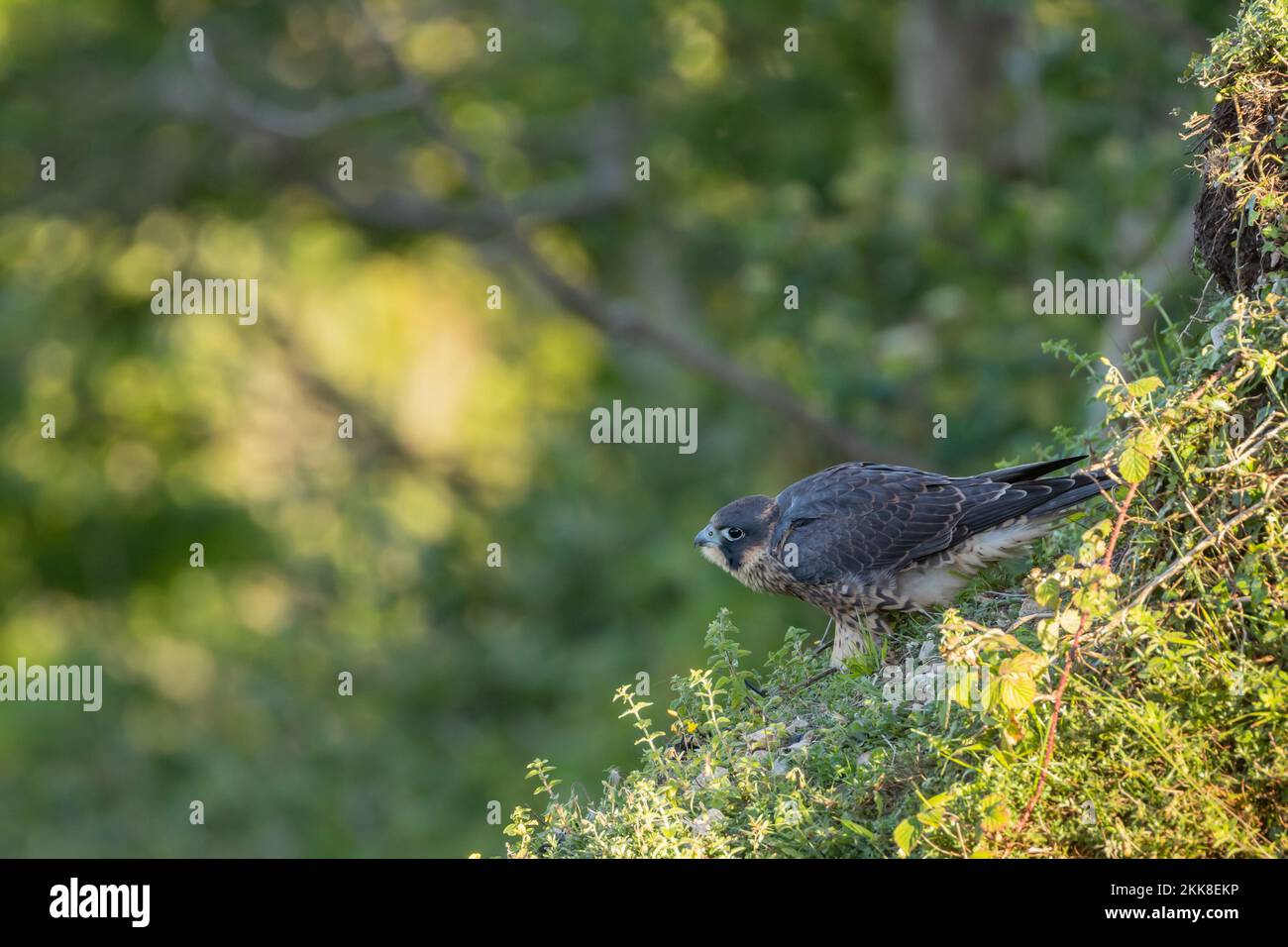 Peregrine (Falco peregrinus) fledgling. Sussex, UK Stock Photo - Alamy