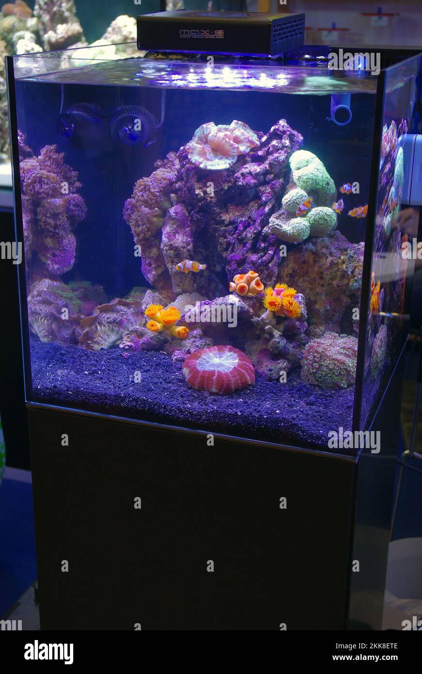 Coral spawn aquarium hi-res stock photography and images - Alamy