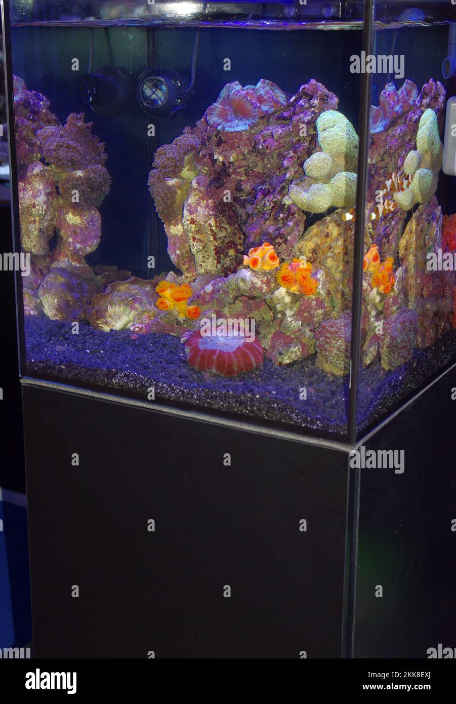 Coral reef aquarium Stock Photo - Alamy