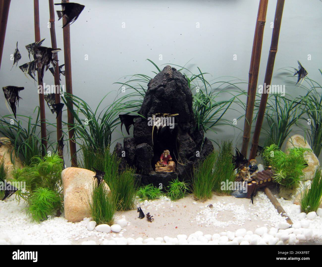 Angel fish (Pterophyllum scalare) in a tropical freshwater aquarium ...