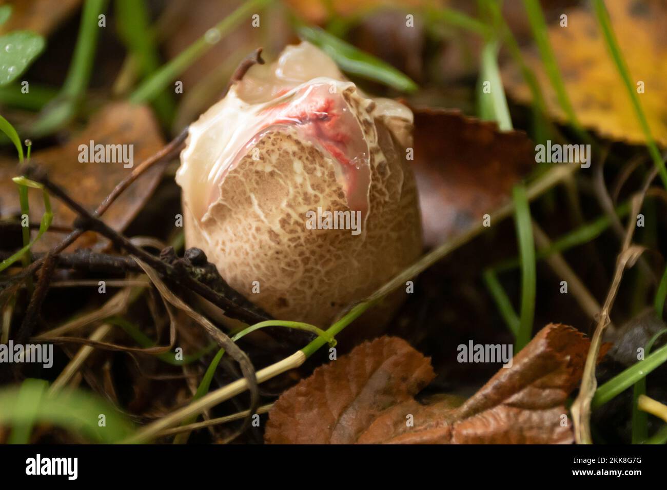 Devil's Fingers (Clathrus archeri) fungus. Sussex, UK Stock Photo - Alamy