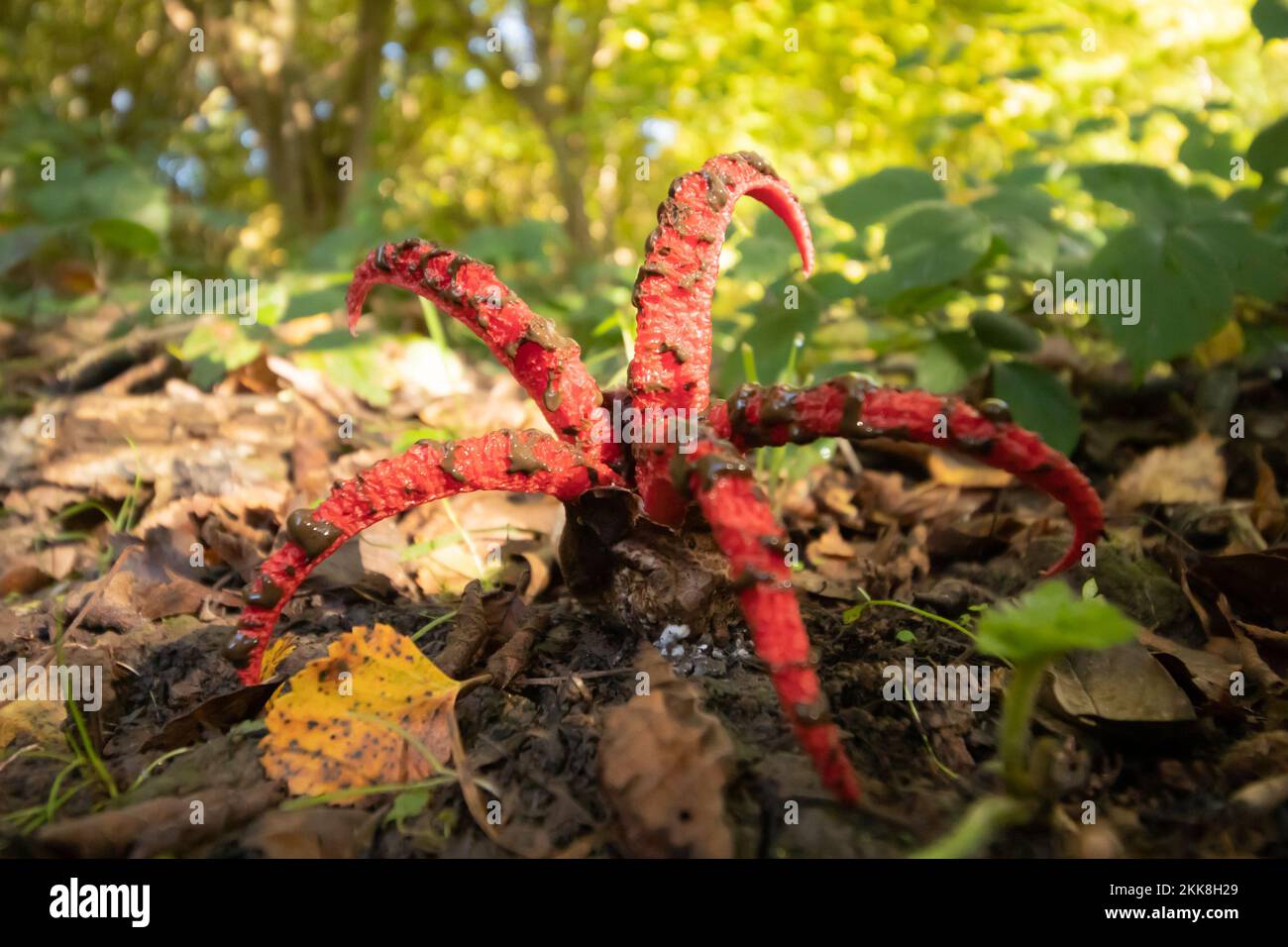 Devil's Fingers (Clathrus archeri) fungus. Sussex, UK Stock Photo - Alamy