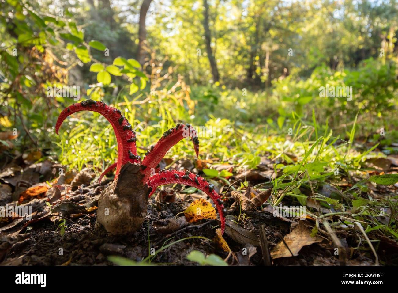 Devil's Fingers (Clathrus archeri) fungus. Sussex, UK Stock Photo - Alamy