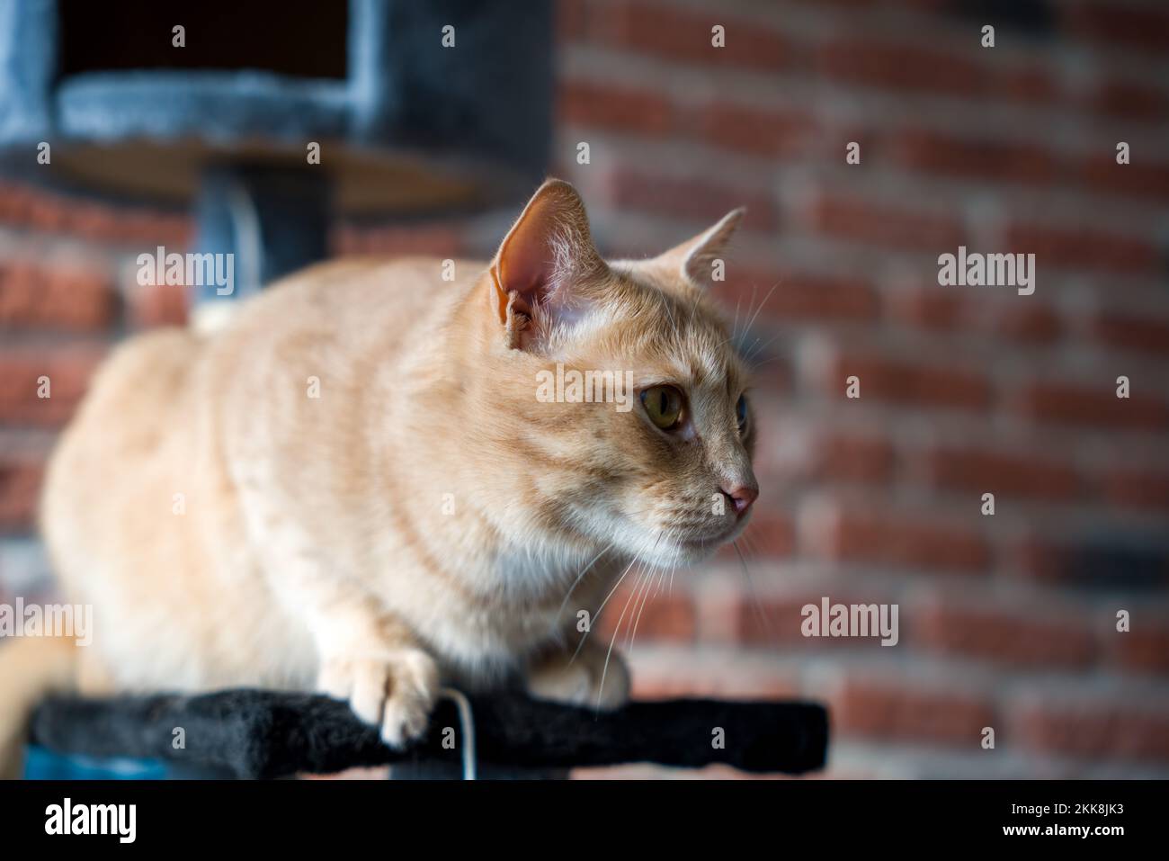 A focused European ginger cat on playing stand with brick wall ...