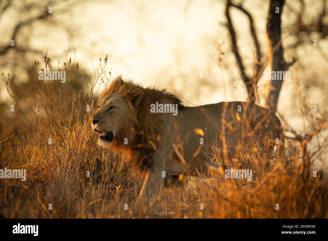 Strong lion hi-res stock photography and images - Alamy