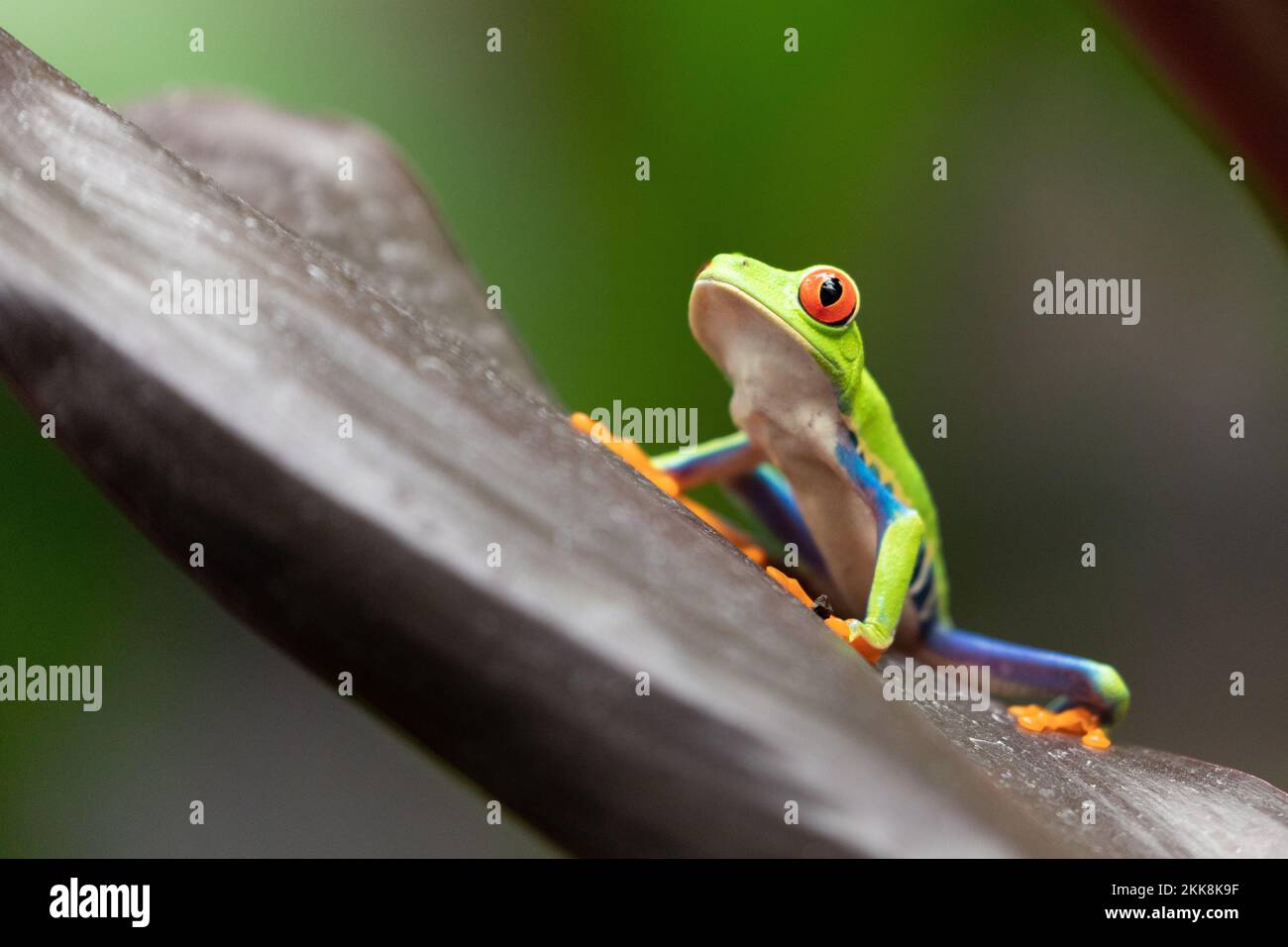 A closeup of a cute Red-eyed tree frog on a plant with blurred ...