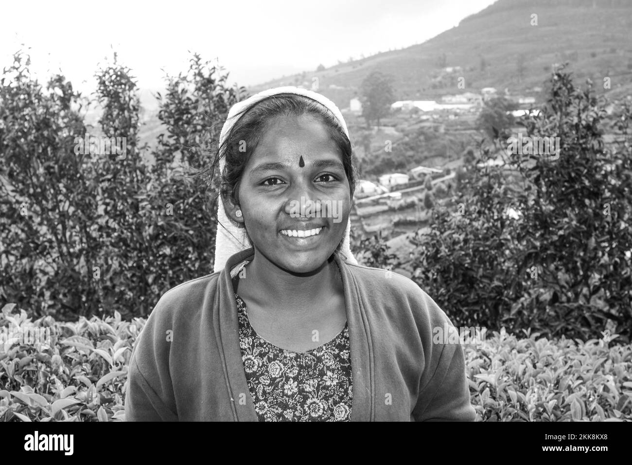 NUWARA ELIYA, Sri Lanka - August 15, 2005: harvest in the tea fields ...