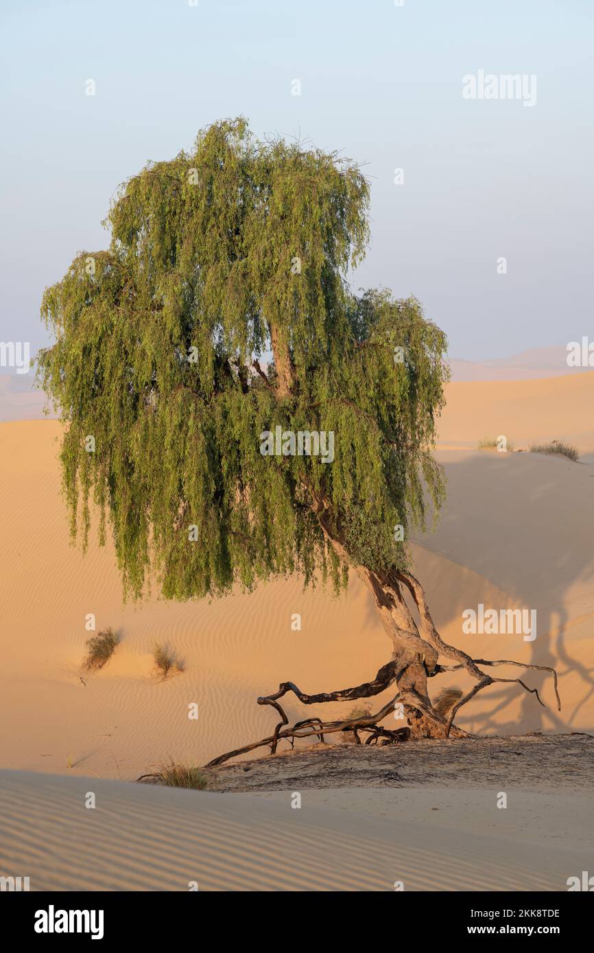 Tree in the desert with impressive roots, tree in arid desert, nature ...