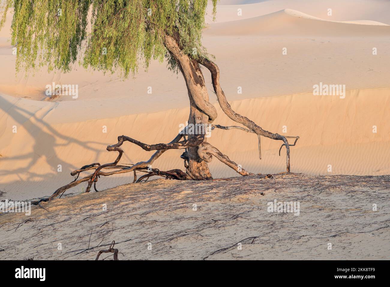 Impresssive roots of a tree in the desert of the Middle East, desert ...