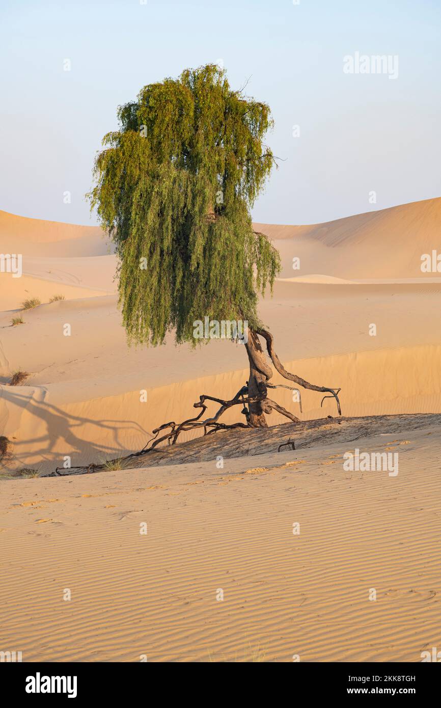 Tree in the desert with impressive roots, tree in arid desert, nature ...