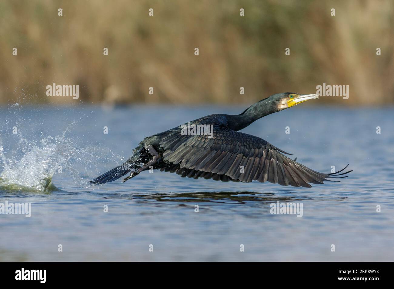 Great cormorant, Phalacrocorax carbo, taking off Stock Photo - Alamy