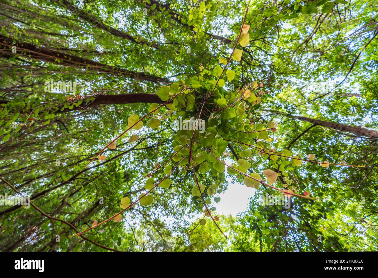 Hanging tree branch with out-of-focus tree background Stock Photo - Alamy