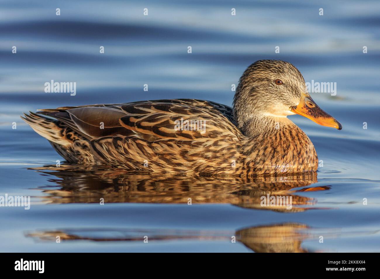 Mallard, Anas platyrhynchos, female Stock Photo - Alamy