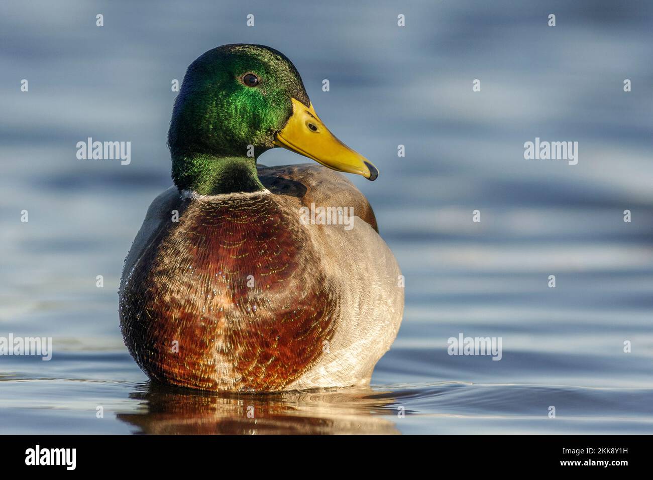 Male mallard front view hi-res stock photography and images - Alamy