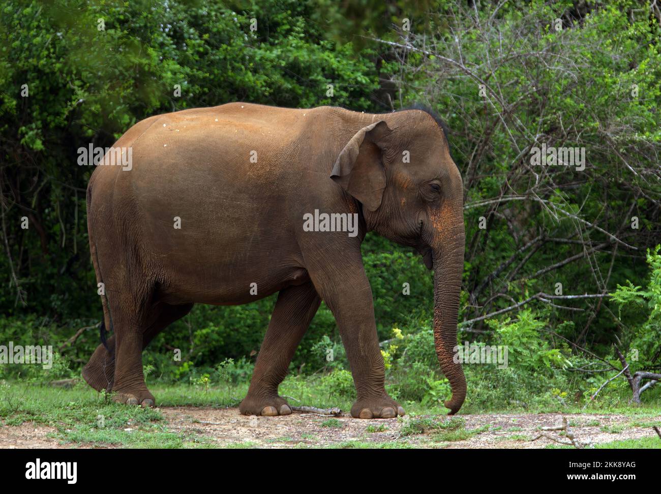 Asian Elephant (Elephas maximus) immature walking in forest Yala NP ...