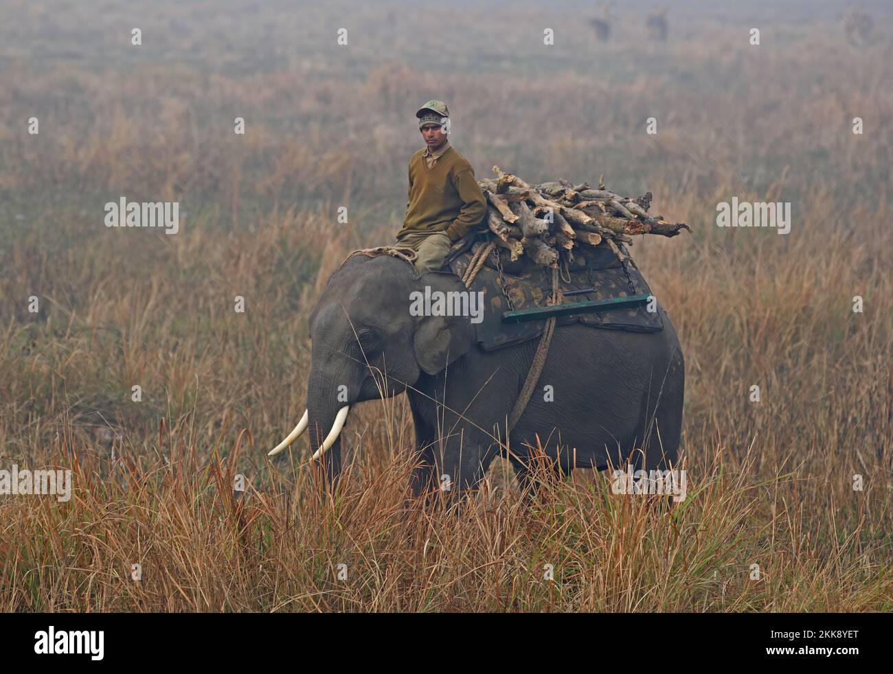 Asian Elephant (Elephas maximus indicus) domesticated elephant working ...
