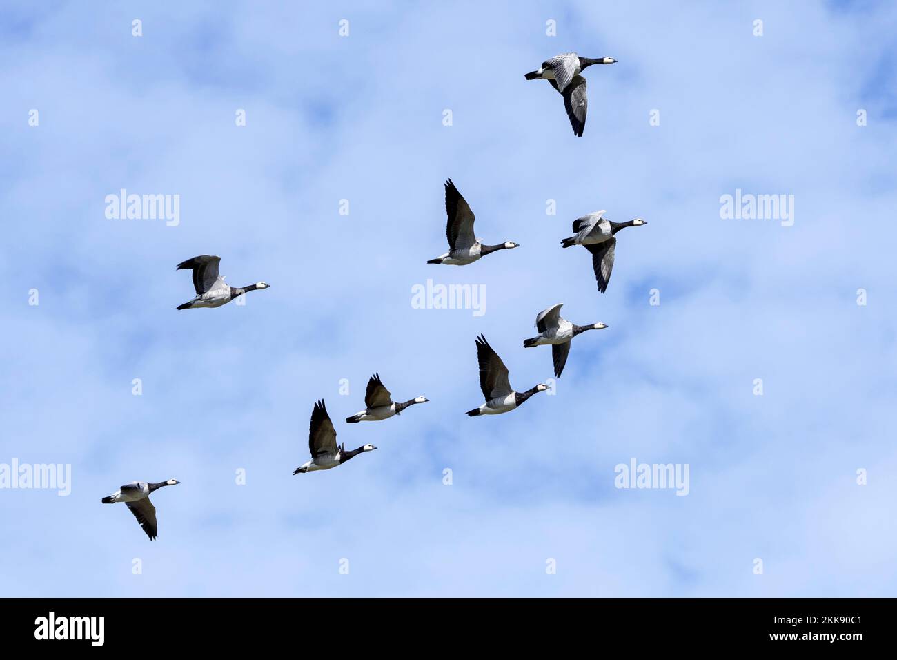 Flock of migrating barnacle geese (Branta leucopsis) flying against ...