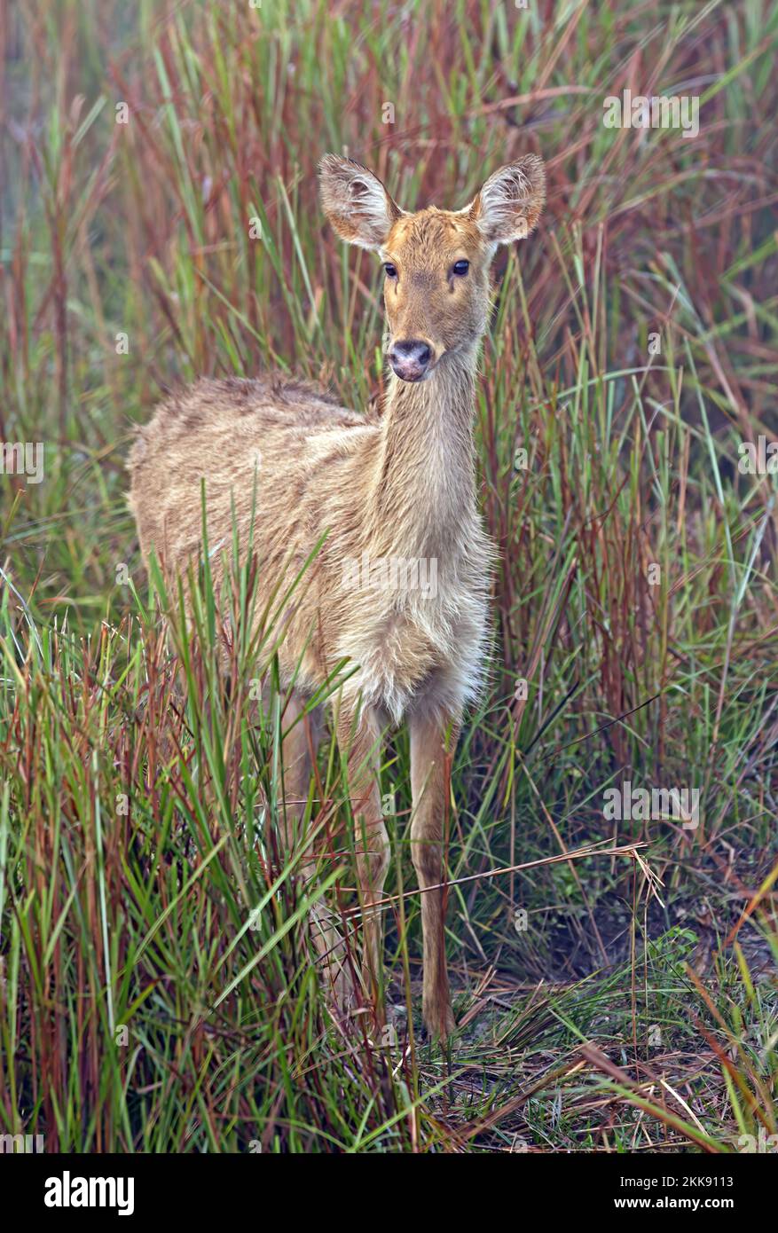 Female barasingha hi-res stock photography and images - Alamy