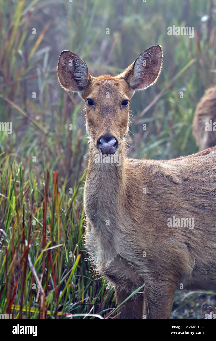Barasingha (Rucervus duvaucelii duvaucelii) close up of female head ...