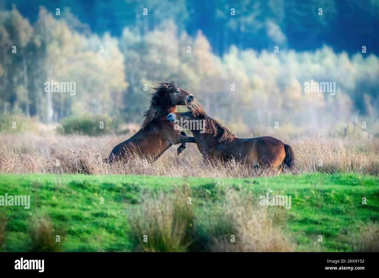 Two fighting wild brown Exmoor ponies, against a forest and reed ...