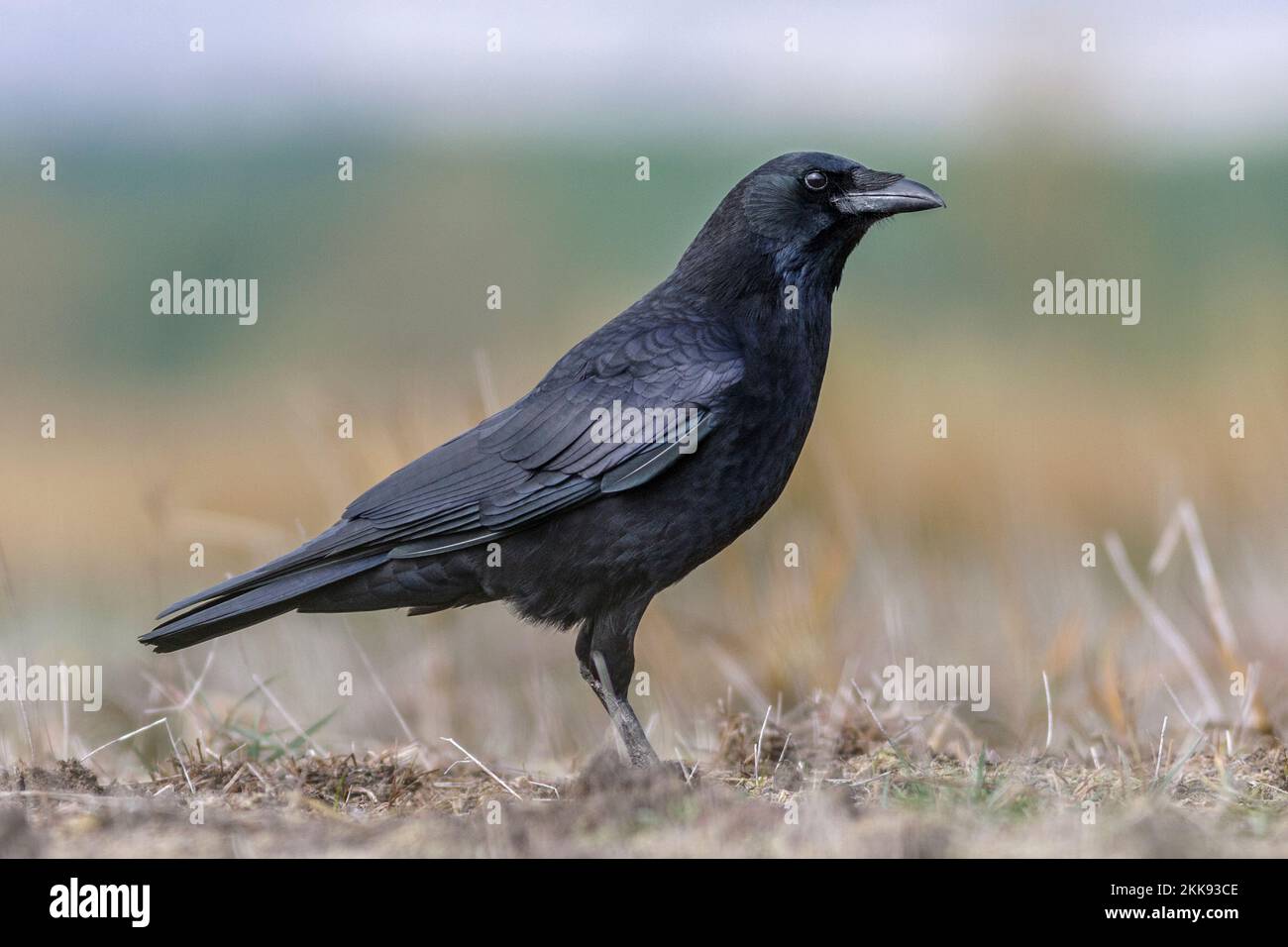 Carrion crow, Corvus corone Stock Photo - Alamy