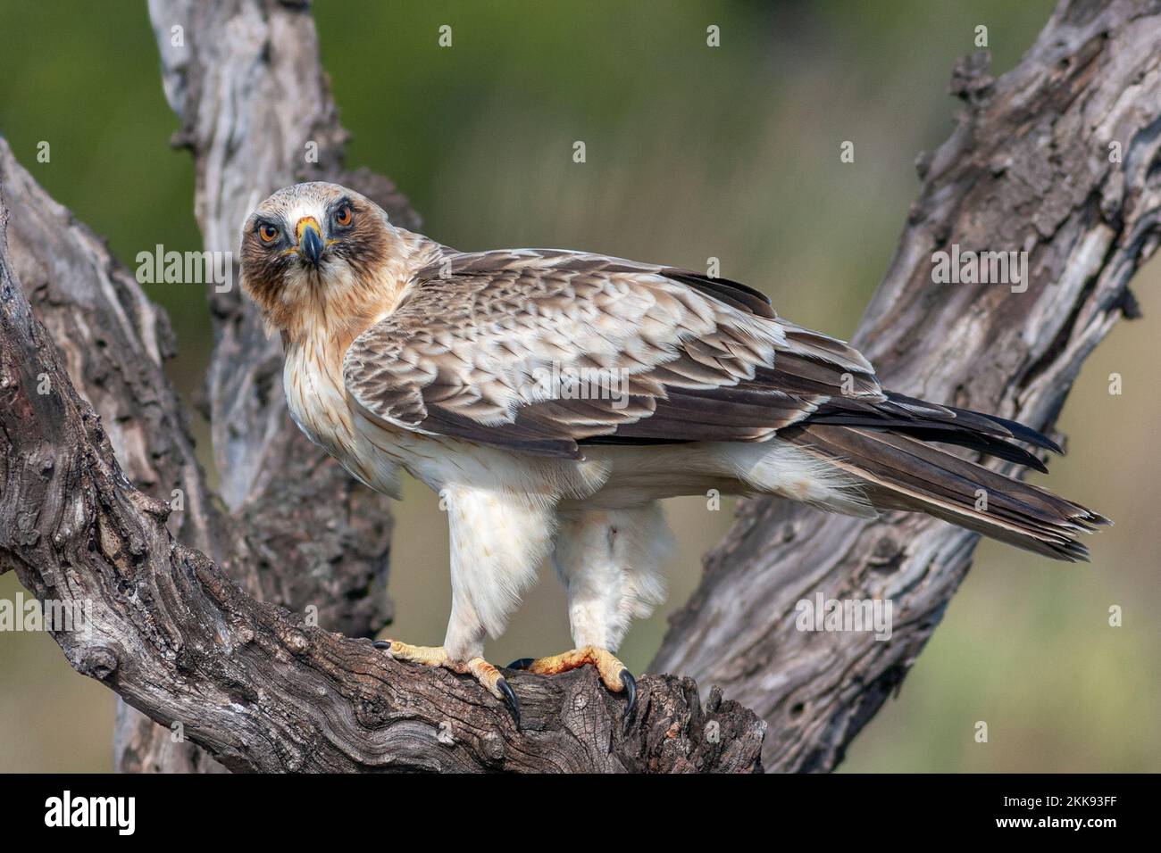 Booted Eagle, Aquila pennata, perched Stock Photo - Alamy