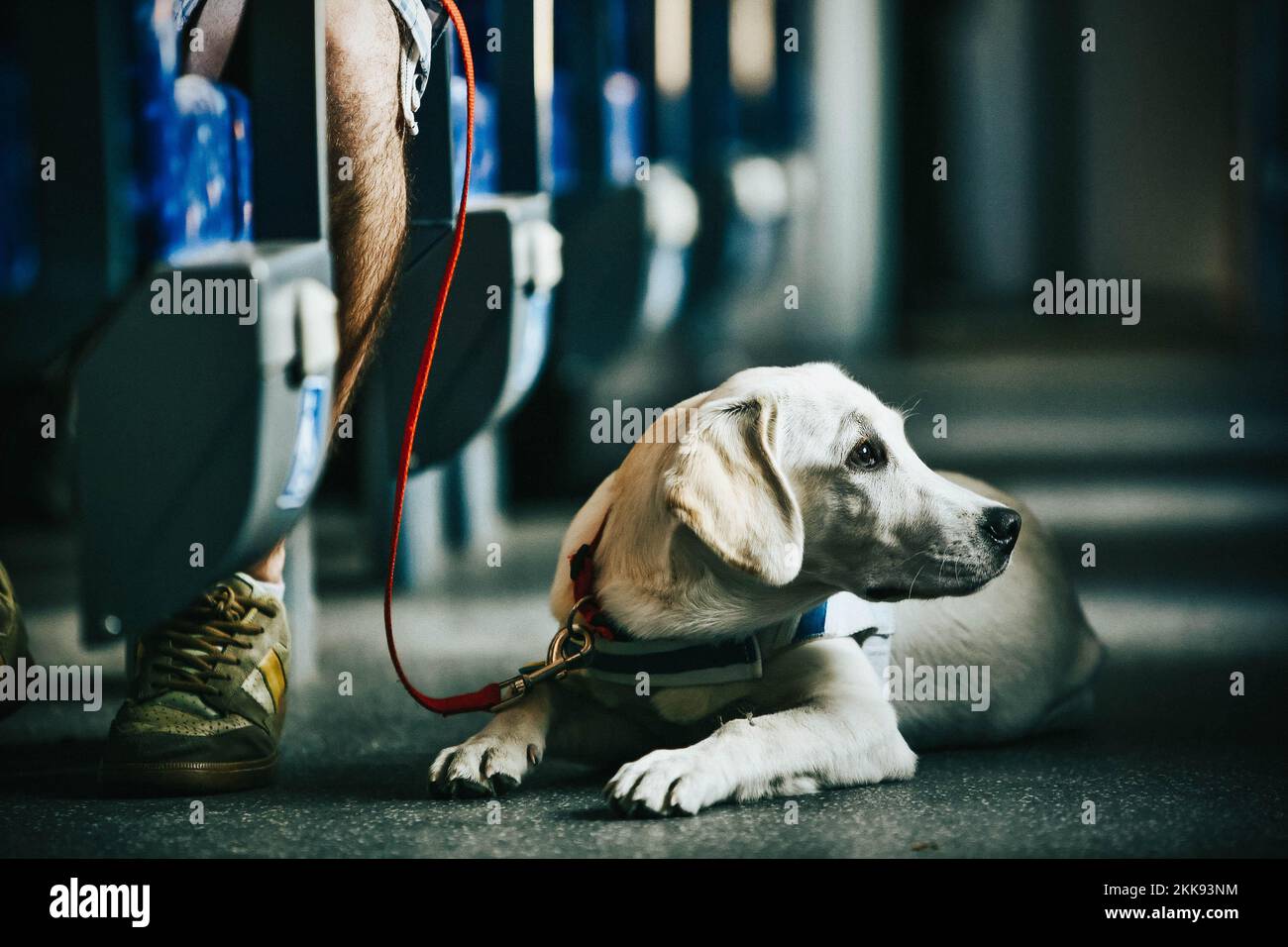 How To Train Labrador Dog