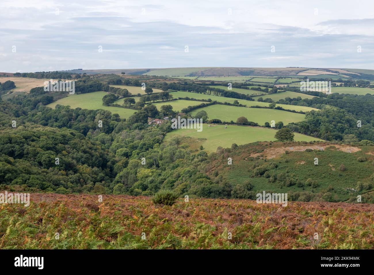 View from Dunkery hill of Horner woods in Exmoor National Park Stock ...