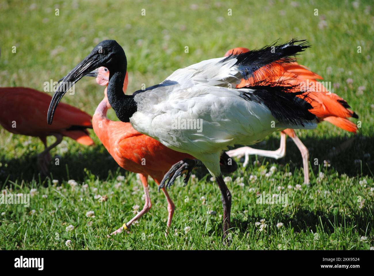Beautiful shot red ibis hi-res stock photography and images - Alamy