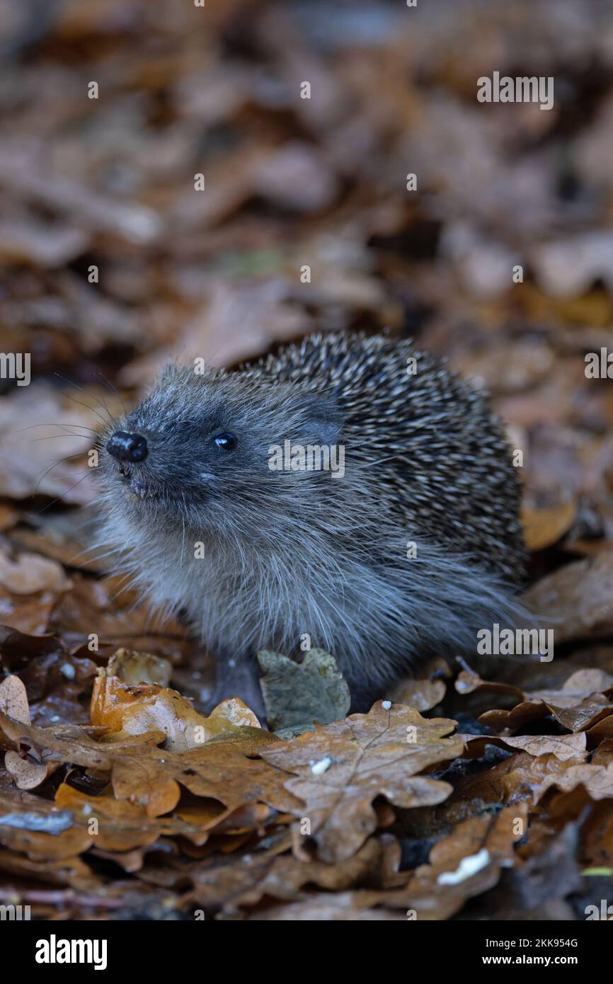 European Hedgehog (Erinaceus europaeus) juvenile Norfolk GB UK November ...