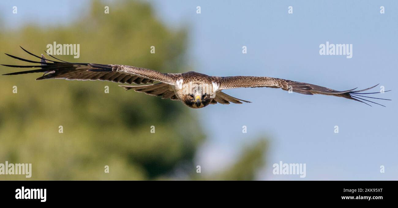 Booted Eagle, Aquila pennata, flying Stock Photo - Alamy