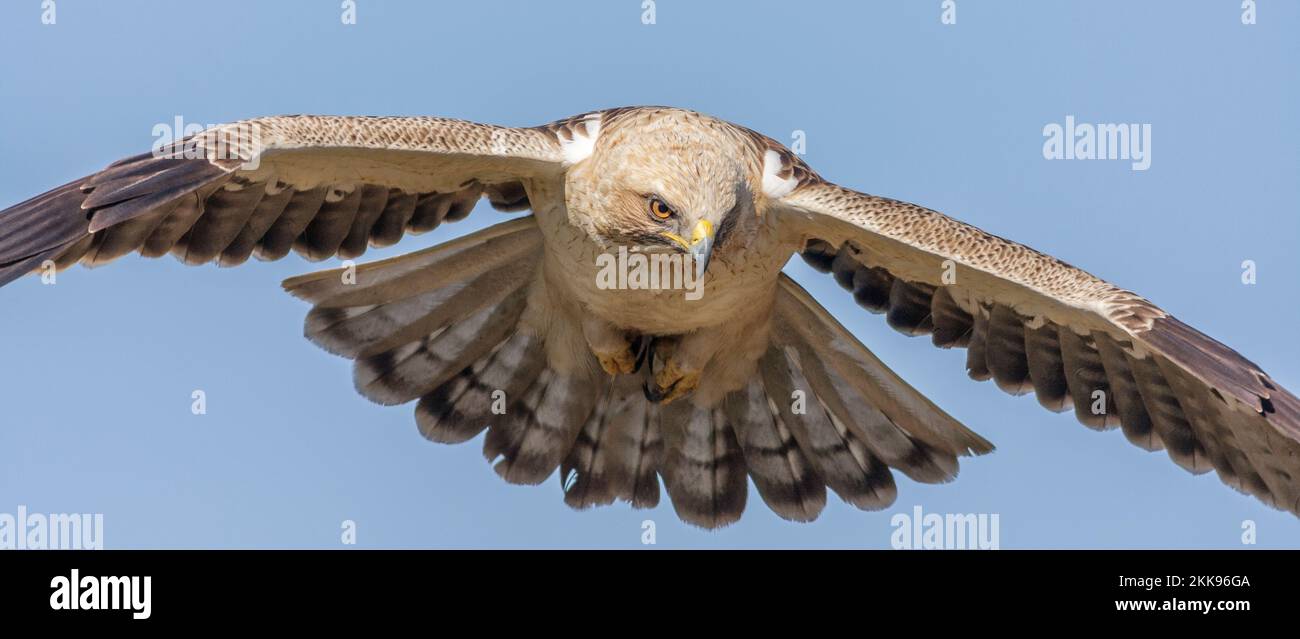 Booted Eagle, Aquila pennata, flying Stock Photo - Alamy