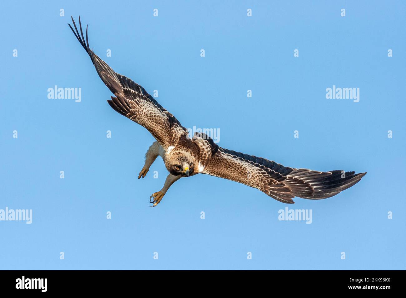 Booted Eagle, Aquila pennata, flying Stock Photo - Alamy