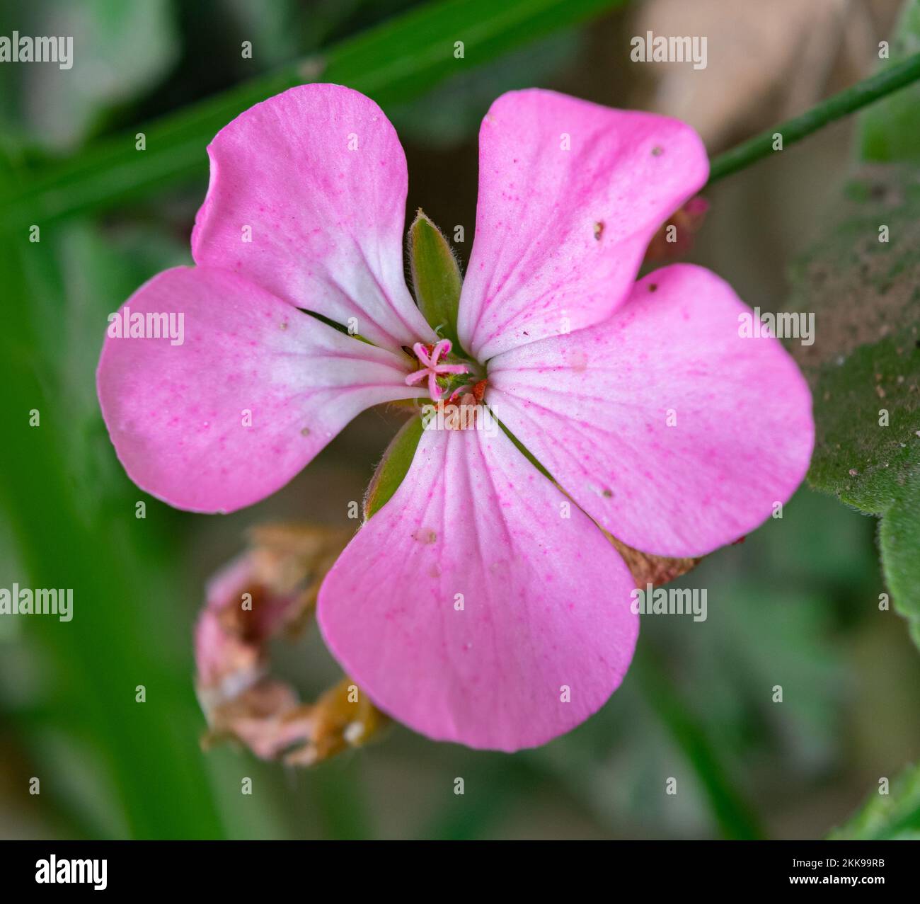 a pink flower Stock Photo - Alamy