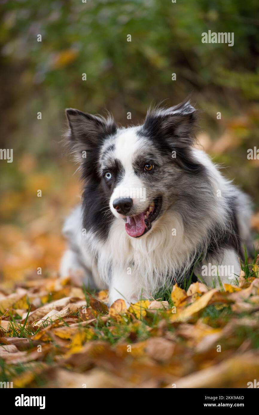 Border collie dog in autumn landscape Stock Photo - Alamy