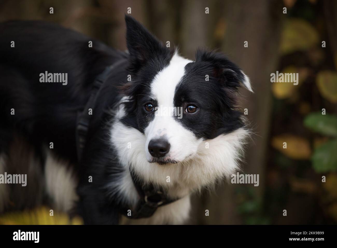 Border collie dog in autumn landscape Stock Photo - Alamy