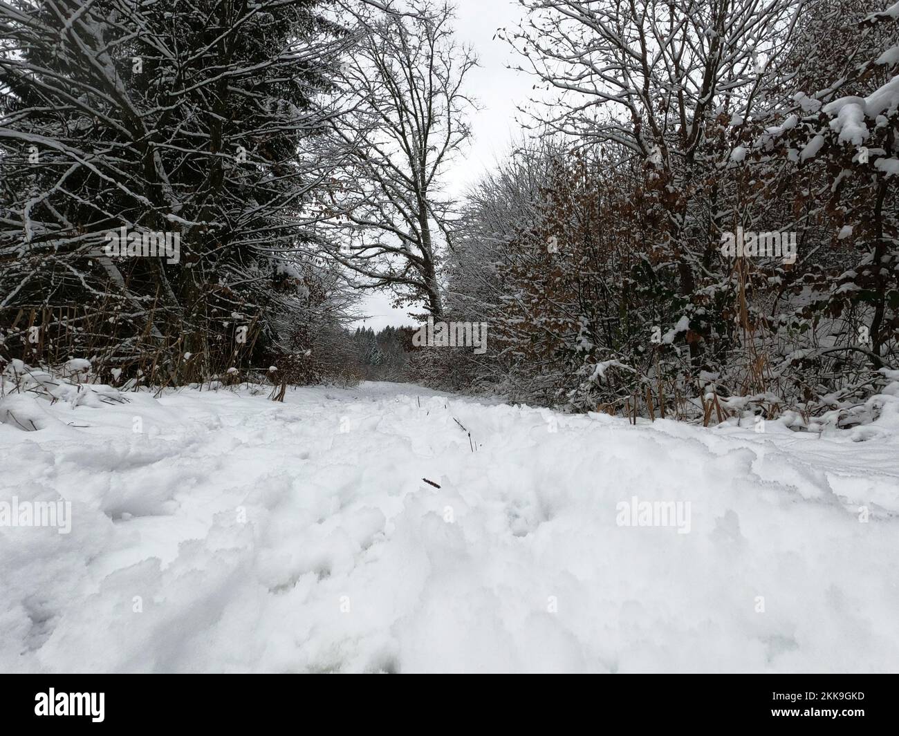 A beautiful view of a snow-covered forest with tall trees, a winter ...