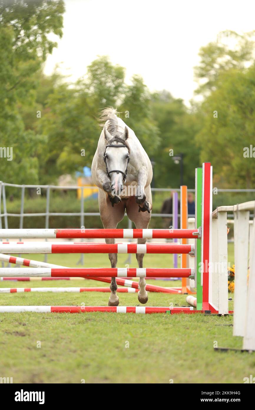 Beautiful young purebred horse jump over barrieroutdoors. Free jumping ...