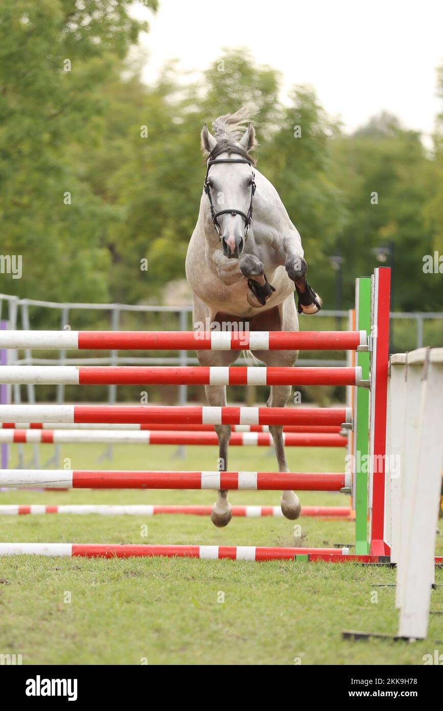 Beautiful young purebred horse jump over barrieroutdoors. Free jumping ...