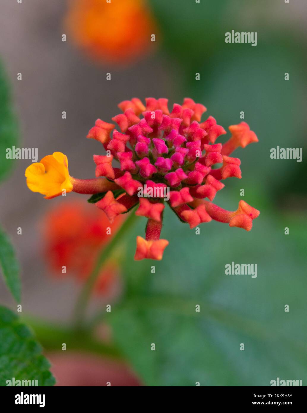Lantana flower bud Stock Photo - Alamy