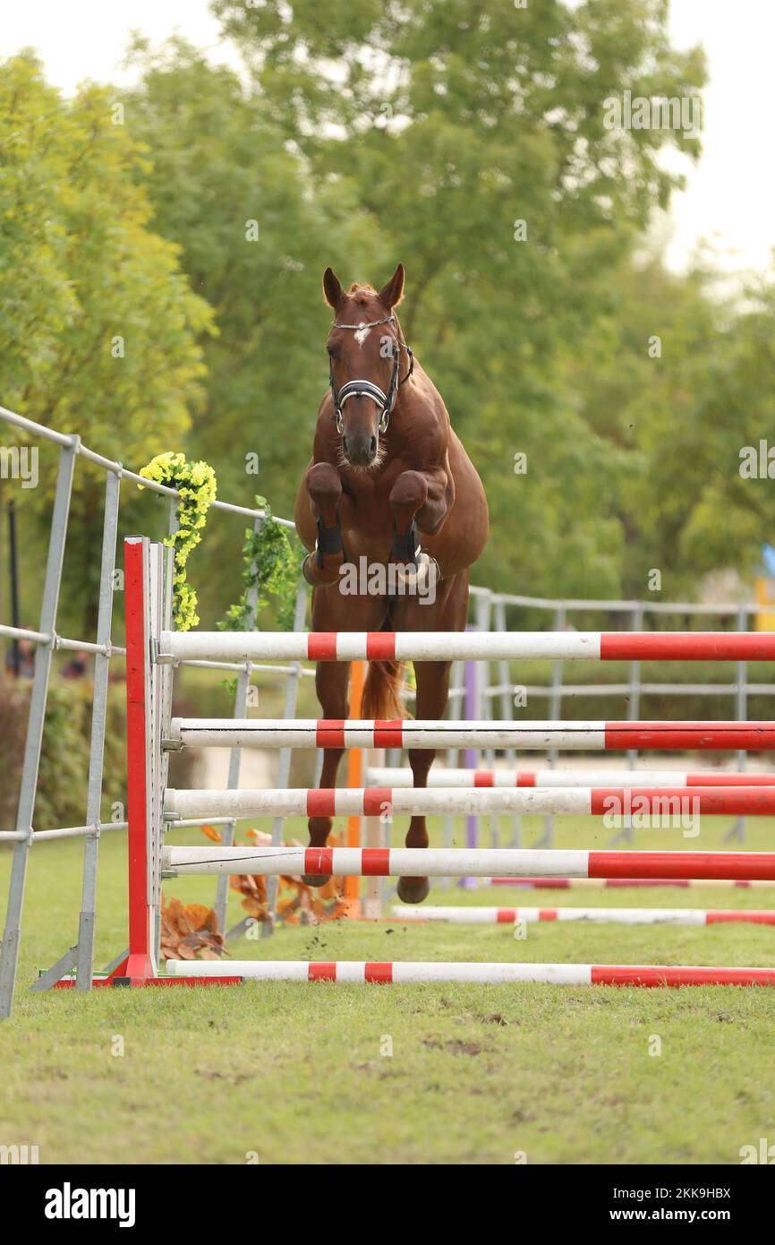 Beautiful young purebred horse jump over barrieroutdoors. Free jumping ...