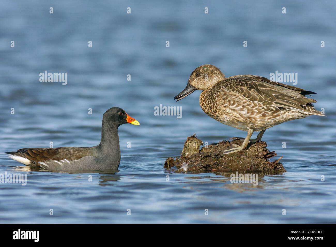 Common Teal, Anas crecca, female. Common Moorhen, Gallinula chloropus ...