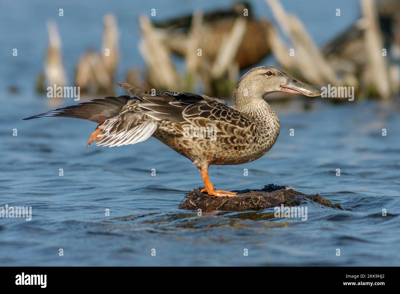 Shoveler bird spreading wings hi-res stock photography and images - Alamy