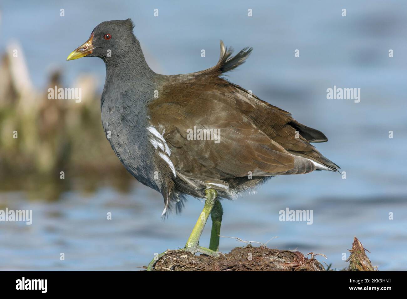Common Moorhen, Gallinula chloropus Stock Photo - Alamy